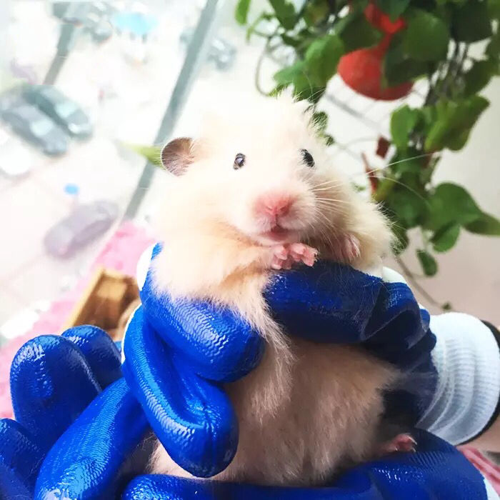 《仓鼠用品仓鼠金丝熊防咬手套 鼠鼠防啃 手抓仓鼠 保护手套 一双 仓鼠防咬手套》无著【摘要 书评 在线阅读】-苏宁易购图书